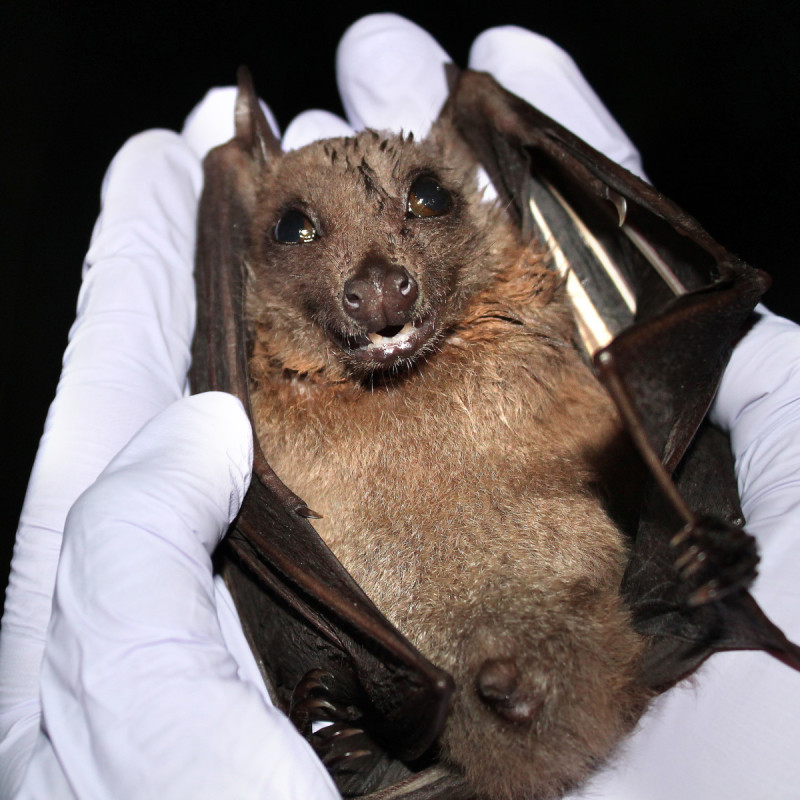 Gorilla Doctors - Mountain Gorilla Veterinary Project & UC Davis ...