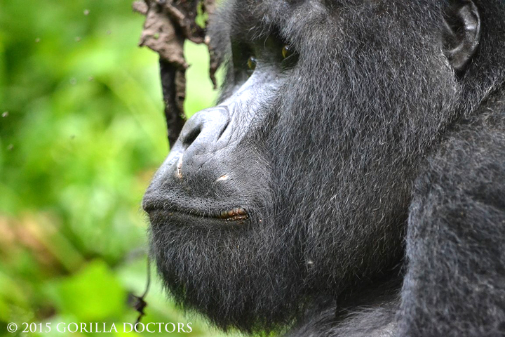 Silverback Gorillas Fighting