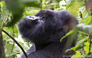 Silverback Munyinya Treated for Respiratory Infection - Gorilla Doctors ...