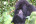Silverback Munyinya Treated for Respiratory Infection - Gorilla Doctors ...