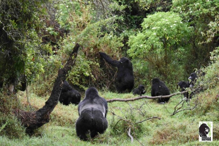 Mafia the Silverback Mountain Gorilla: An Unusual Case - Gorilla ...