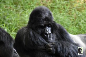 Mafia the Silverback Mountain Gorilla: An Unusual Case - Gorilla ...