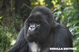 Silverback Munyinya Treated for Respiratory Infection - Gorilla Doctors ...