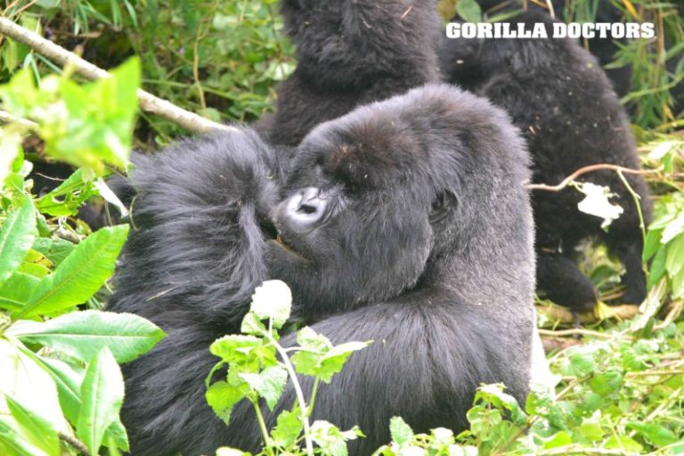 Gorilla Doctors Treat Mountain Gorillas for Respiratory Infection ...