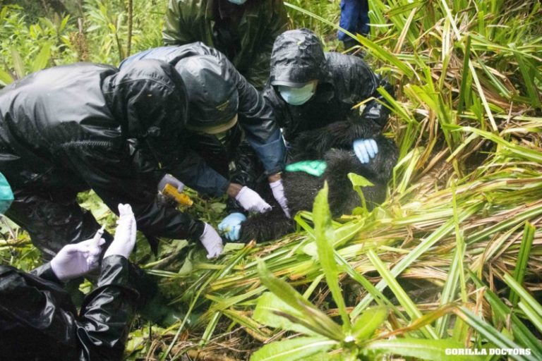 Did you Know (Part 2 of 4): Keeping Gorillas Healthy Everyday - Gorilla ...