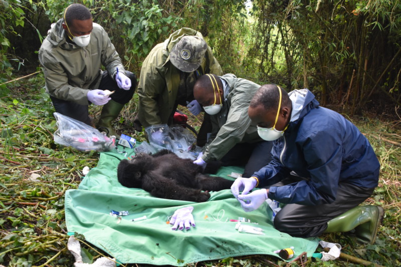 - Gorilla Doctors Gorilla Doctors
