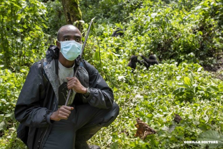 Captive western lowland gorillas proven susceptible to COVID-19 ...