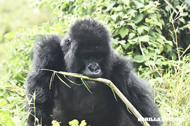 Our Hospital is the Forest: Gorilla Doctors treat a mountain gorilla in ...