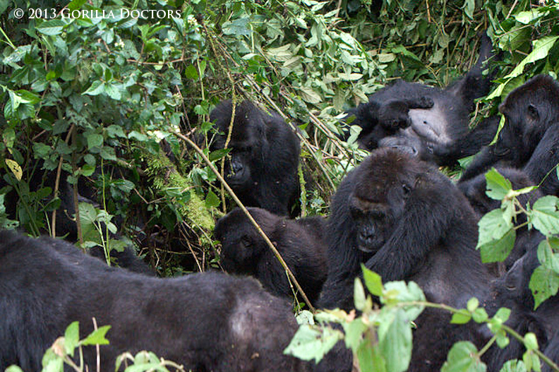 Largest Group of Habituated Grauer's Gorillas Gets a Health Check ...