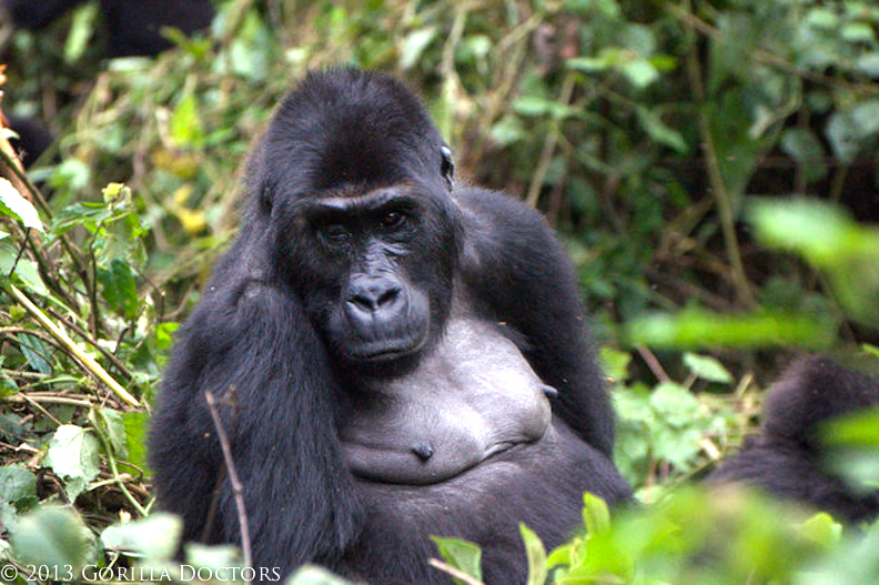 Largest Group of Habituated Grauer's Gorillas Gets a Health Check ...