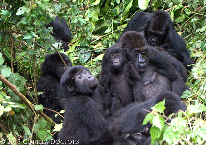 Largest Group of Habituated Grauer's Gorillas Gets a Health Check ...