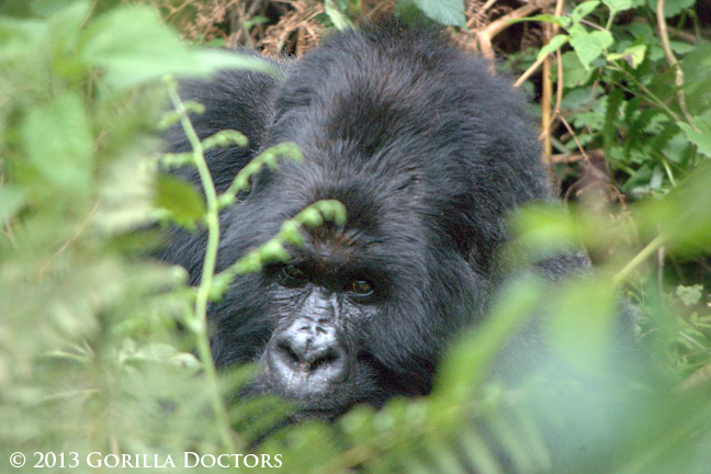 Dr. Fred Treats a Trio of Sick Silverbacks in Nyakagezi Group - Gorilla ...