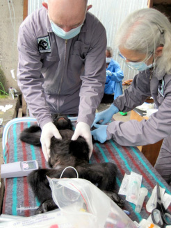 Ndjingala - Gorilla Doctors Gorilla Doctors
