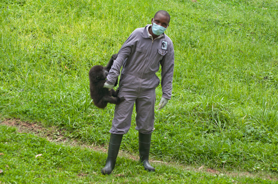 A New Gorilla Doctor and a Big Promotion - Gorilla Doctors Gorilla Doctors